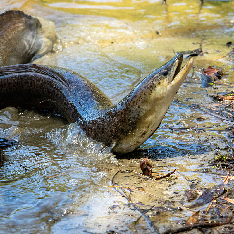 See the Eels | Currumbin Wildlife Sanctuary