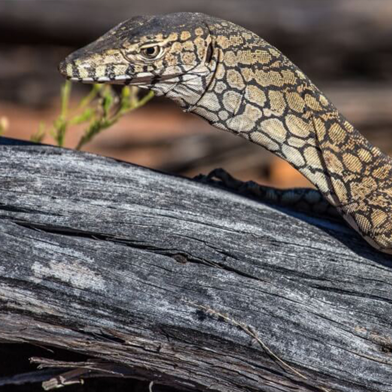 See the Perentie | Currumbin Wildlife Sanctuary