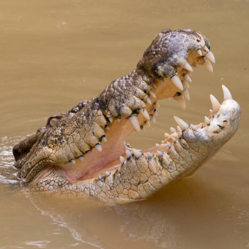 Facts About Saltwater Crocodiles | Currumbin Wildlife Sanctuary