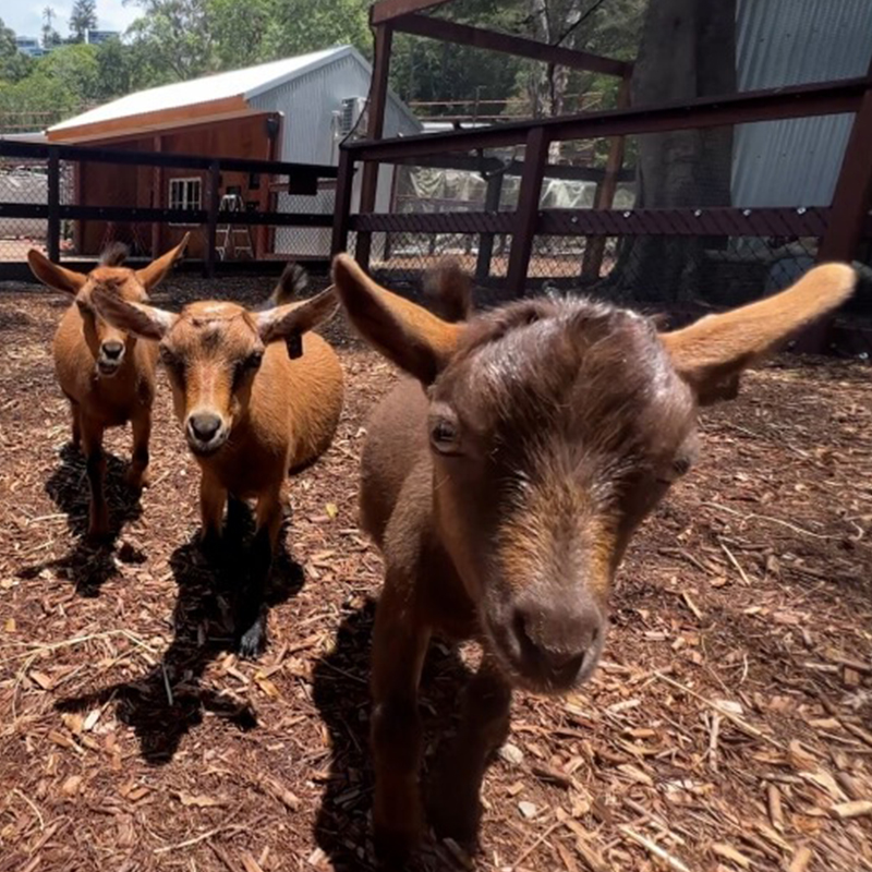 See the Nigerian Dwarf Goats | Currumbin Wildlife Sanctuary