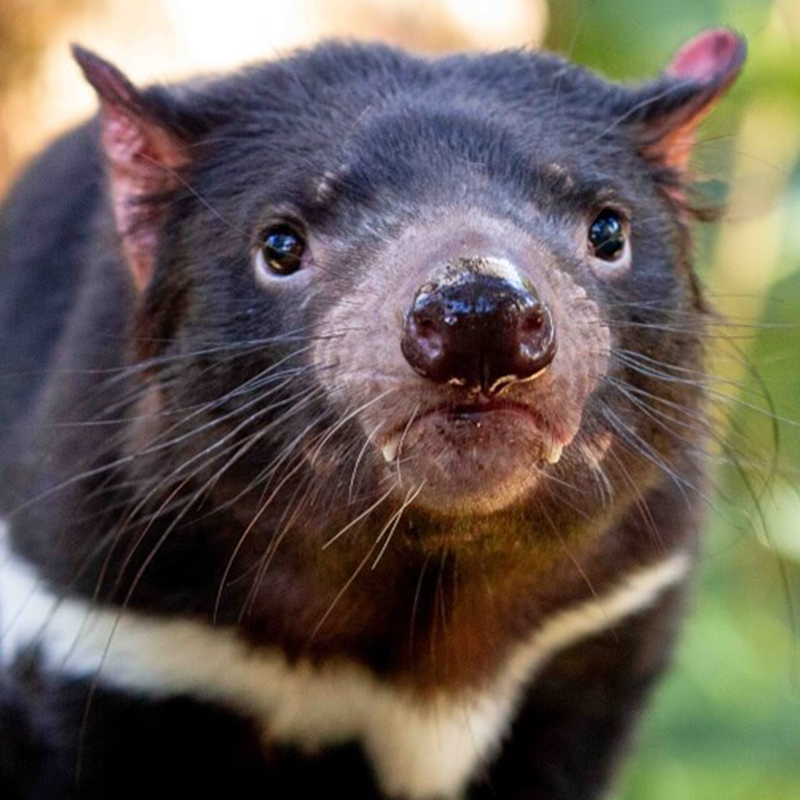 Facts About Tasmanian Devils | Currumbin Wildlife Sanctuary