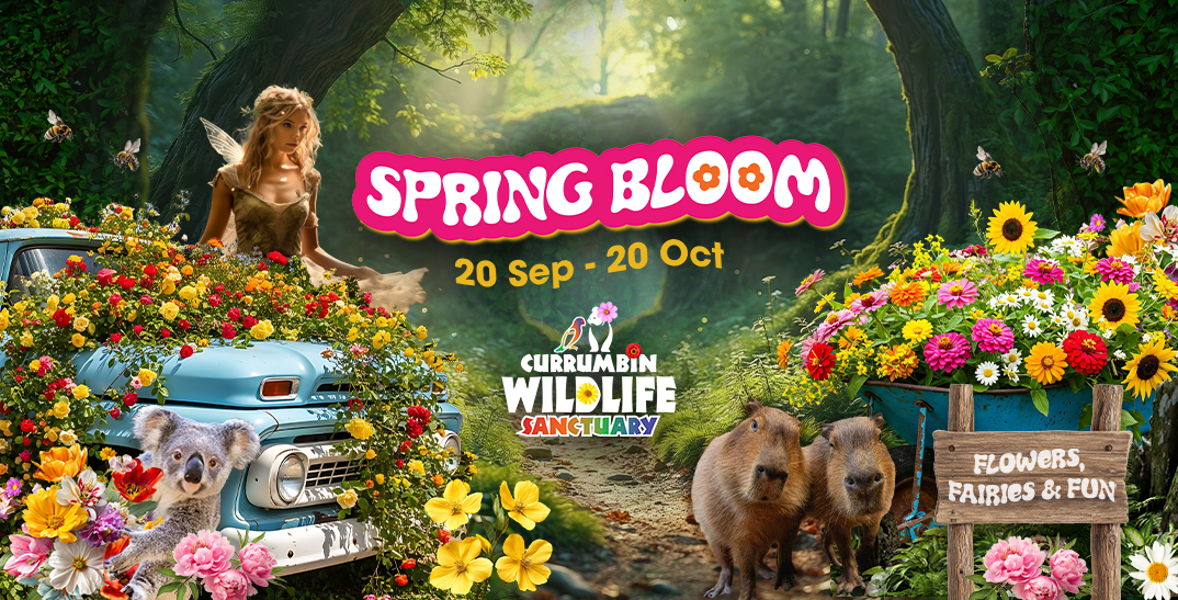 Spring Bloom at the Sanctuary - Currumbin Wildlife Sanctuary